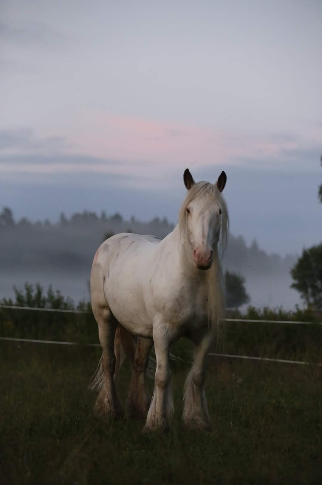 Irish cob society – Iris cob society